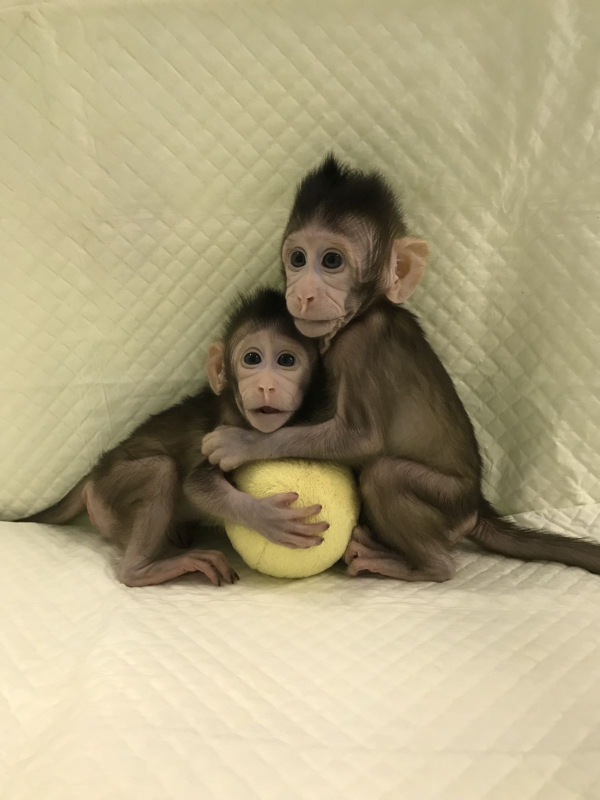 The Part that’s Not Funny about Cloning Macaques – Christopher J. Preston