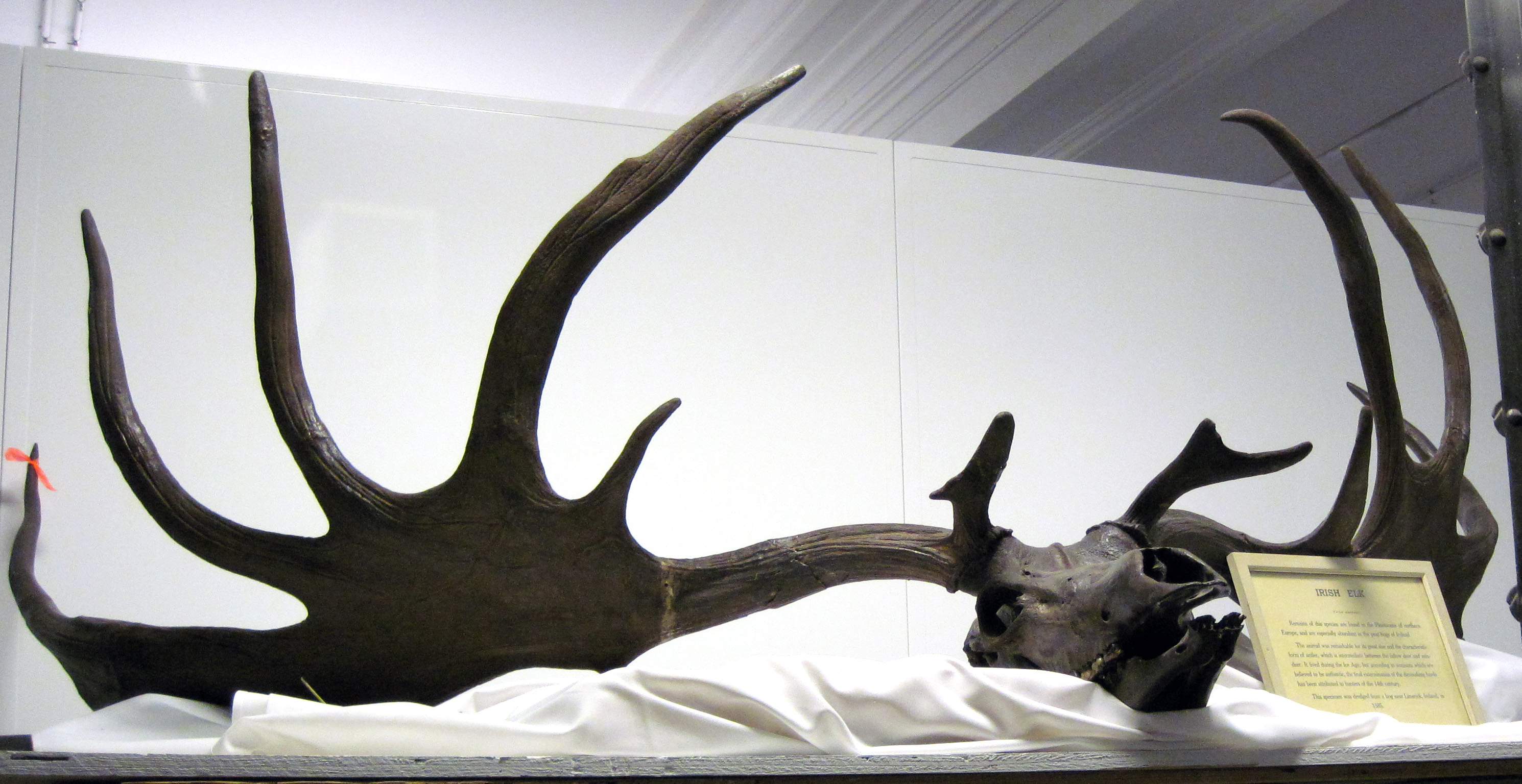 The Endangered Species Act and the Extinction of Cultural Wisdom ...