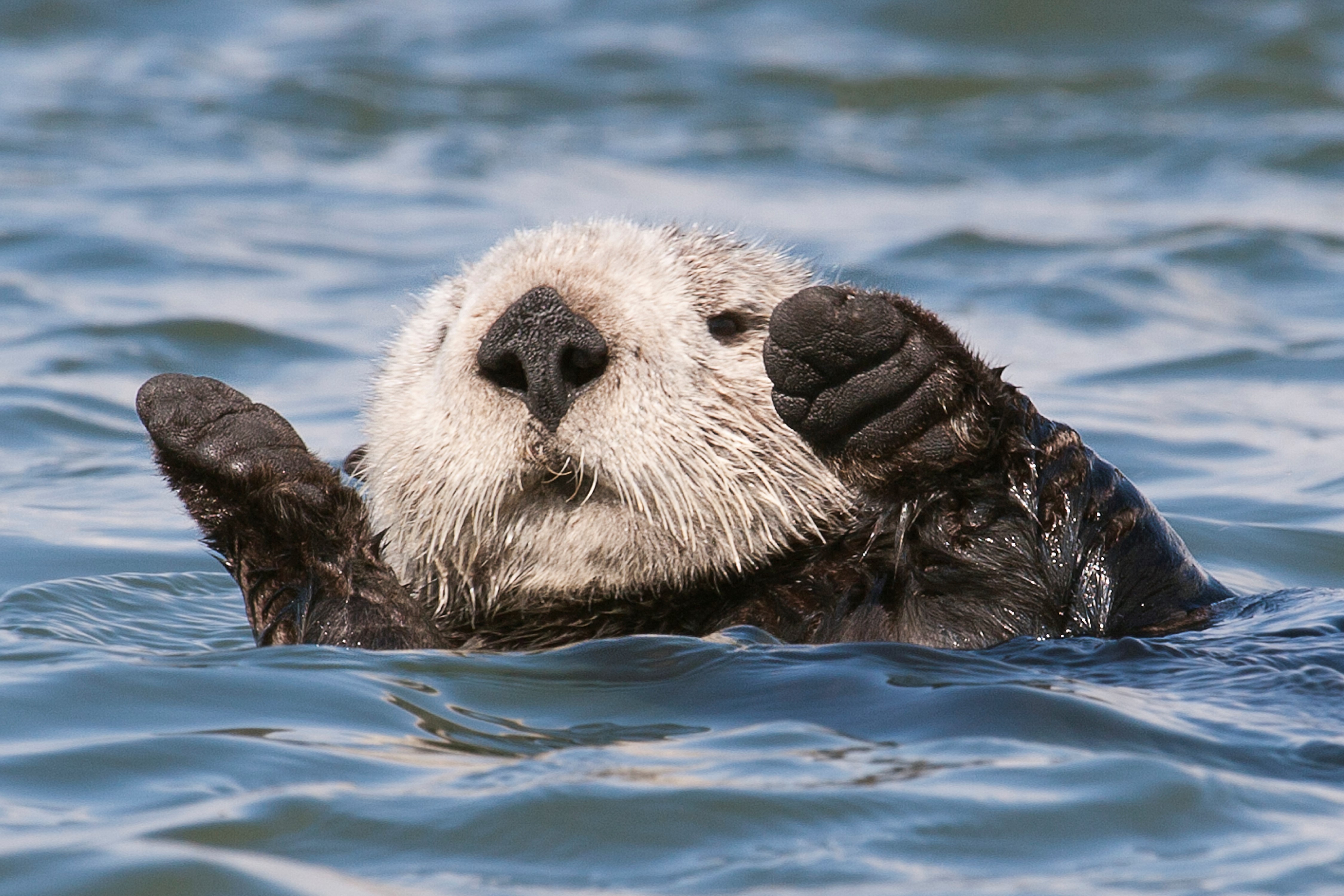 Climate-Busting Sea Otters – Christopher J. Preston