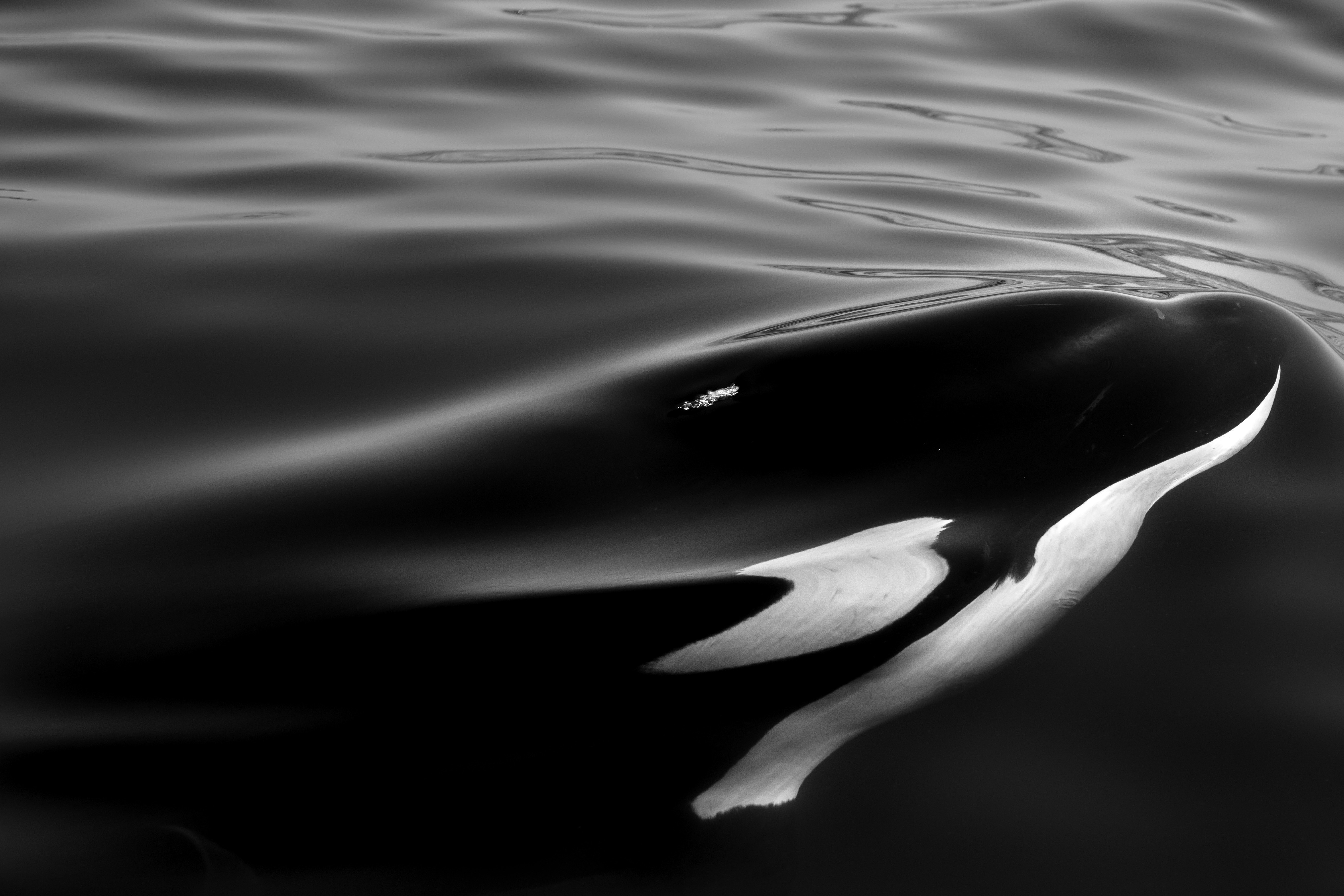 Remembering Tokitae: What Killer Whales Can Teach – Christopher J. Preston
