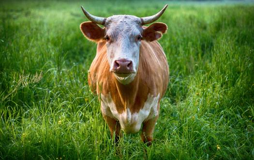 What We Know About Cow Language – Christopher J. Preston